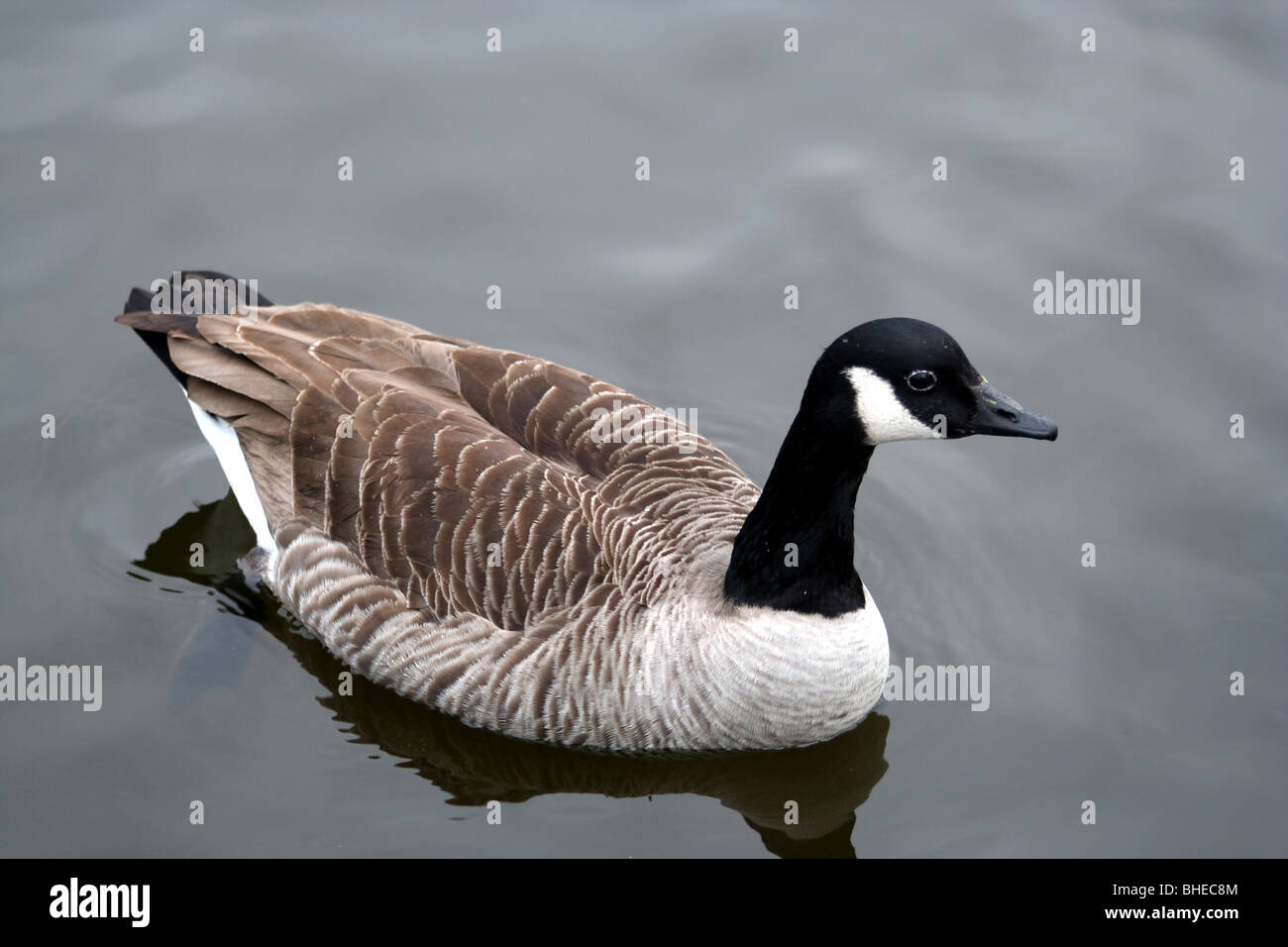 Redesmere hi-res stock photography and images - Alamy