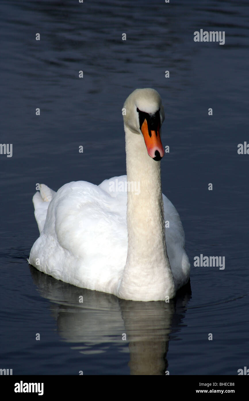 Redesmere hi-res stock photography and images - Alamy
