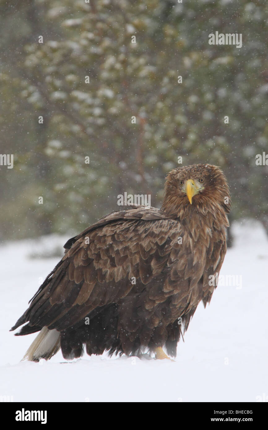 Wild White-tailed Eagle Stock Photo - Alamy