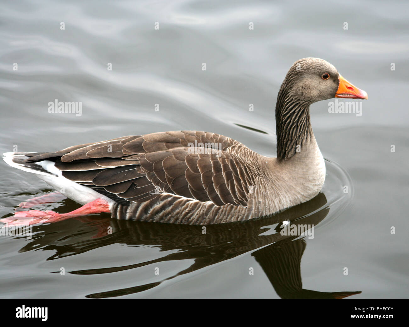 Redesmere hi-res stock photography and images - Alamy