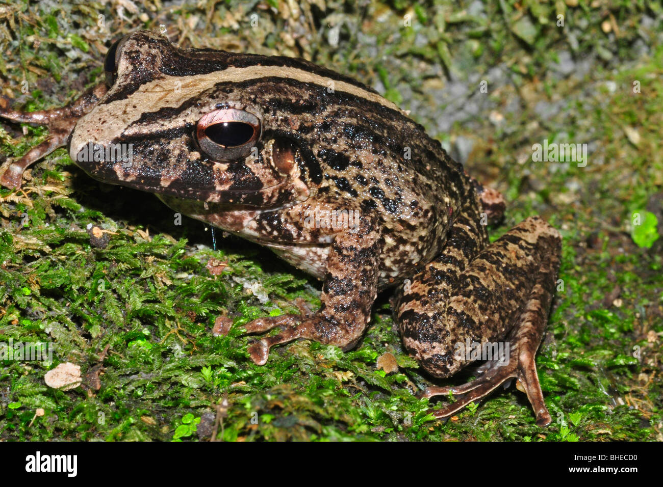 Bransfords litter frog hi-res stock photography and images - Alamy