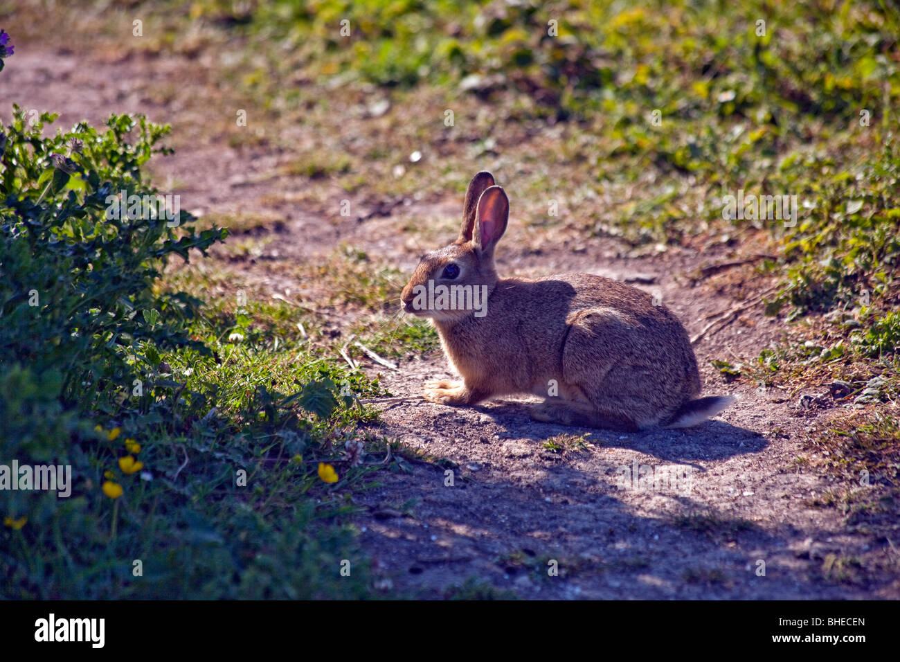 A rabbit on a path in Dover, kent in England Stock Photo - Alamy