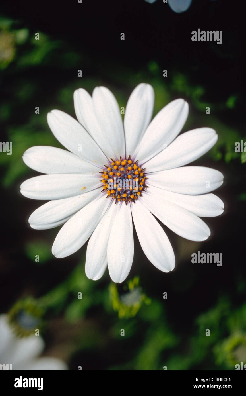 Common daisy at the Dallas Arboretum, Dallas Texas USA Stock Photo - Alamy