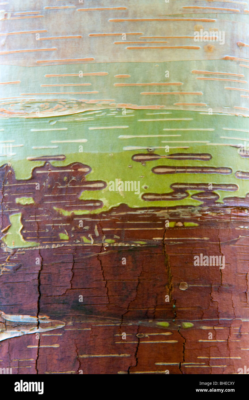 Copper birch tree hi-res stock photography and images - Alamy