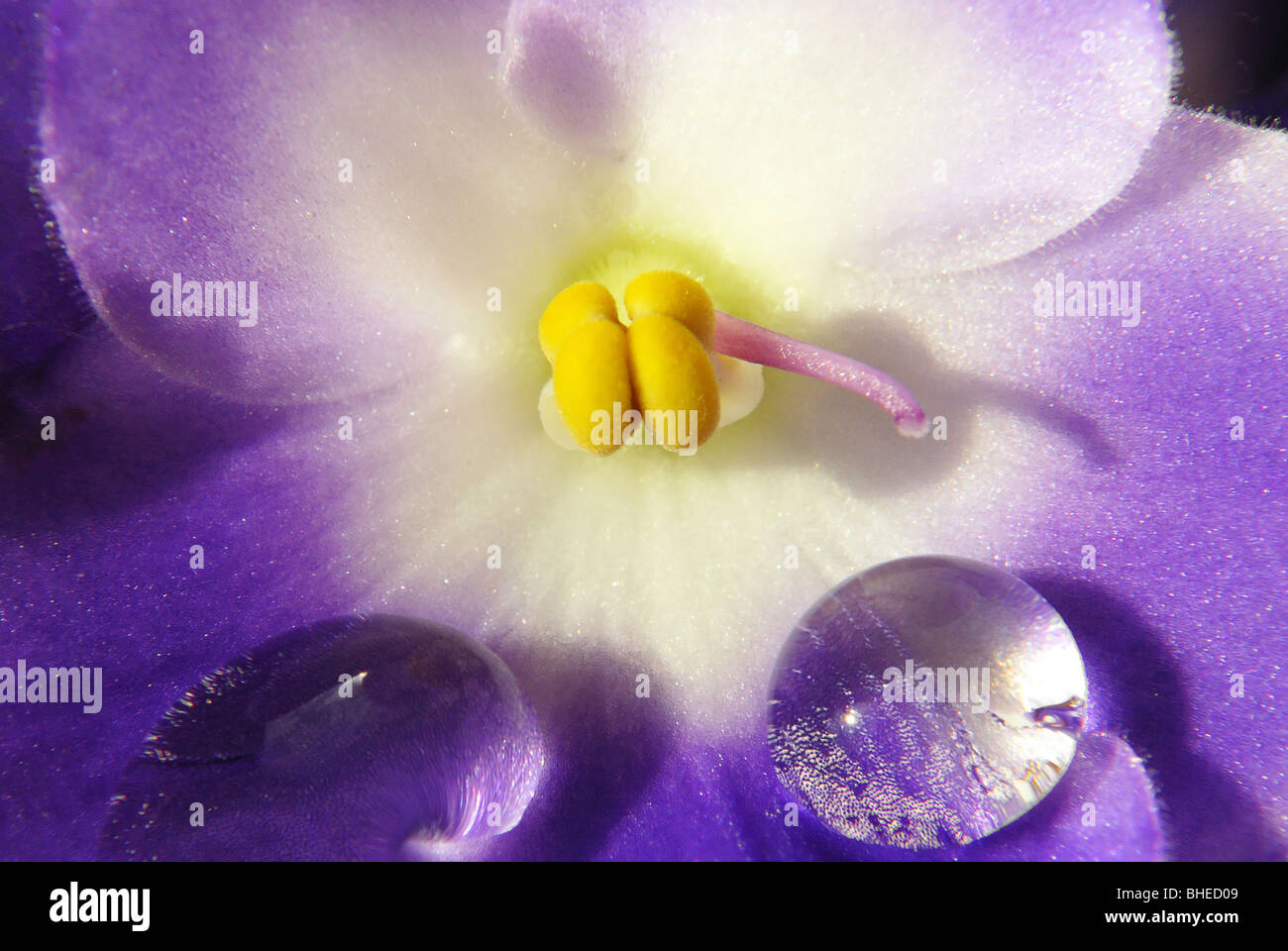 beautiful flower violet Stock Photo - Alamy
