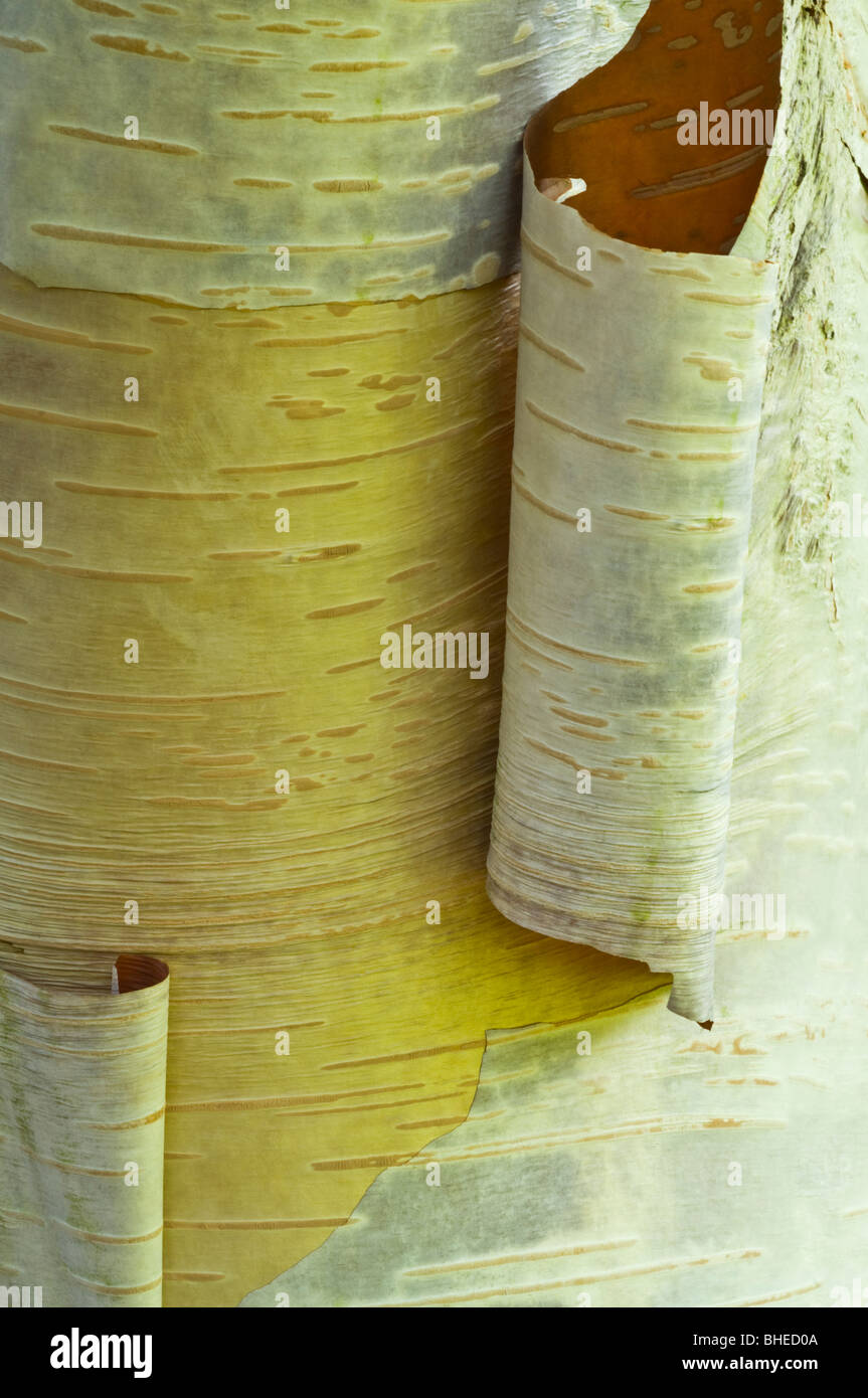 Himalayan birch betula utilis hi-res stock photography and images - Alamy
