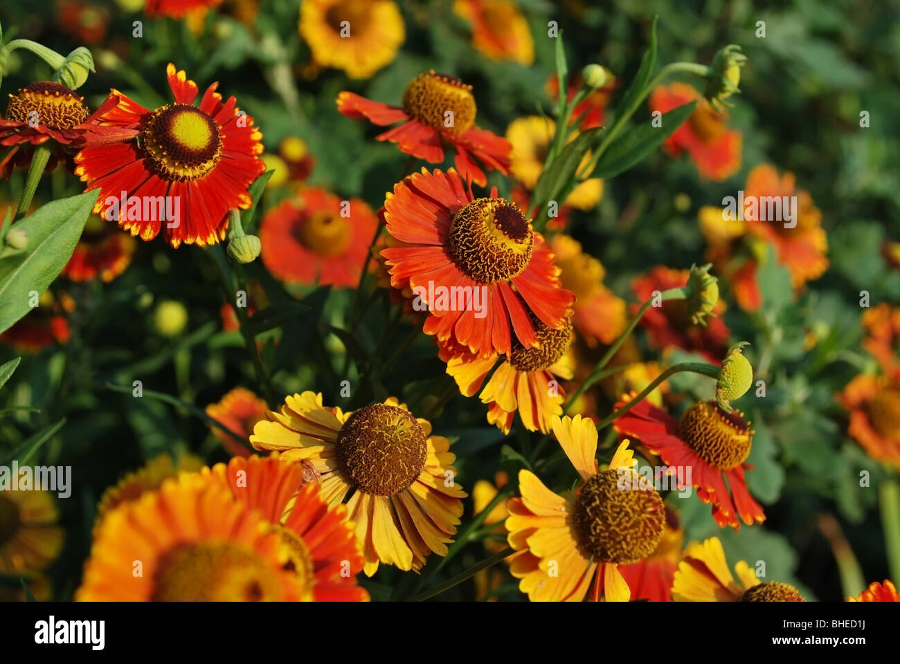 Fall helenium hi-res stock photography and images - Alamy