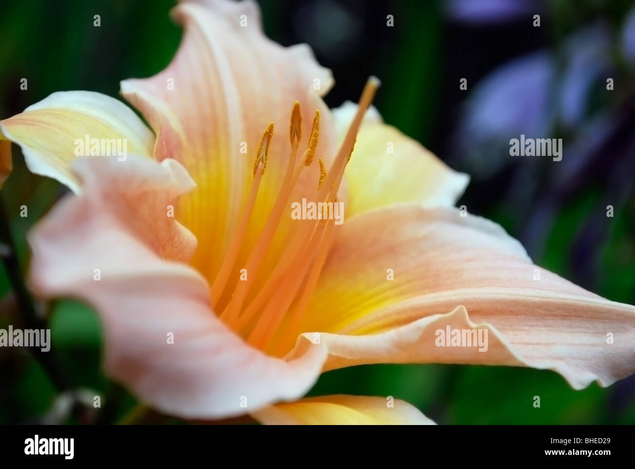 beautiful flowers lily. nature closeup Stock Photo - Alamy