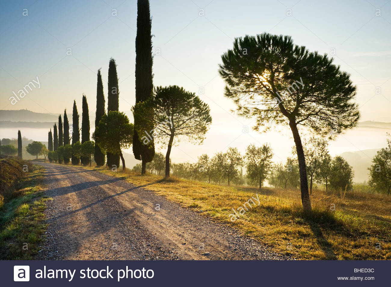 Cypress Trees Tuscany High Resolution Stock Photography and Images - Alamy