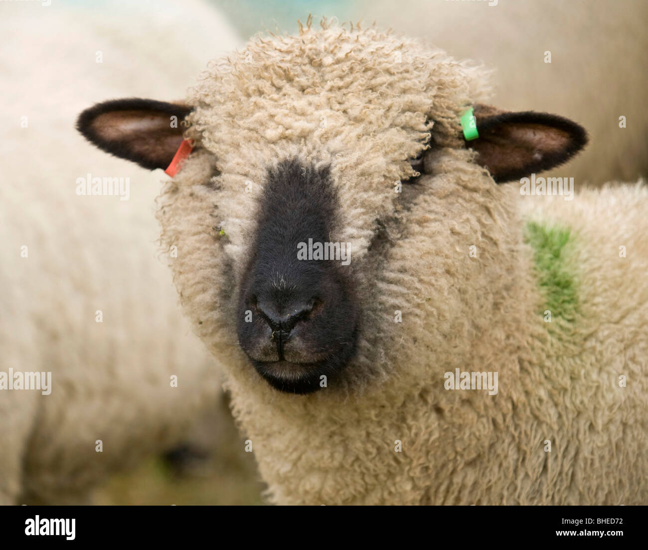 Sheep in West Sussex UK Stock Photo - Alamy