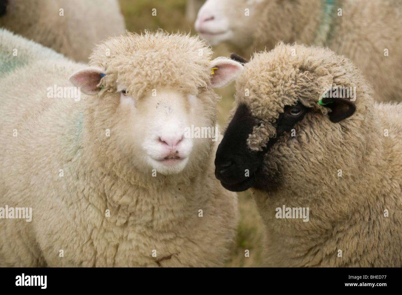 Timid sheep hi-res stock photography and images - Alamy