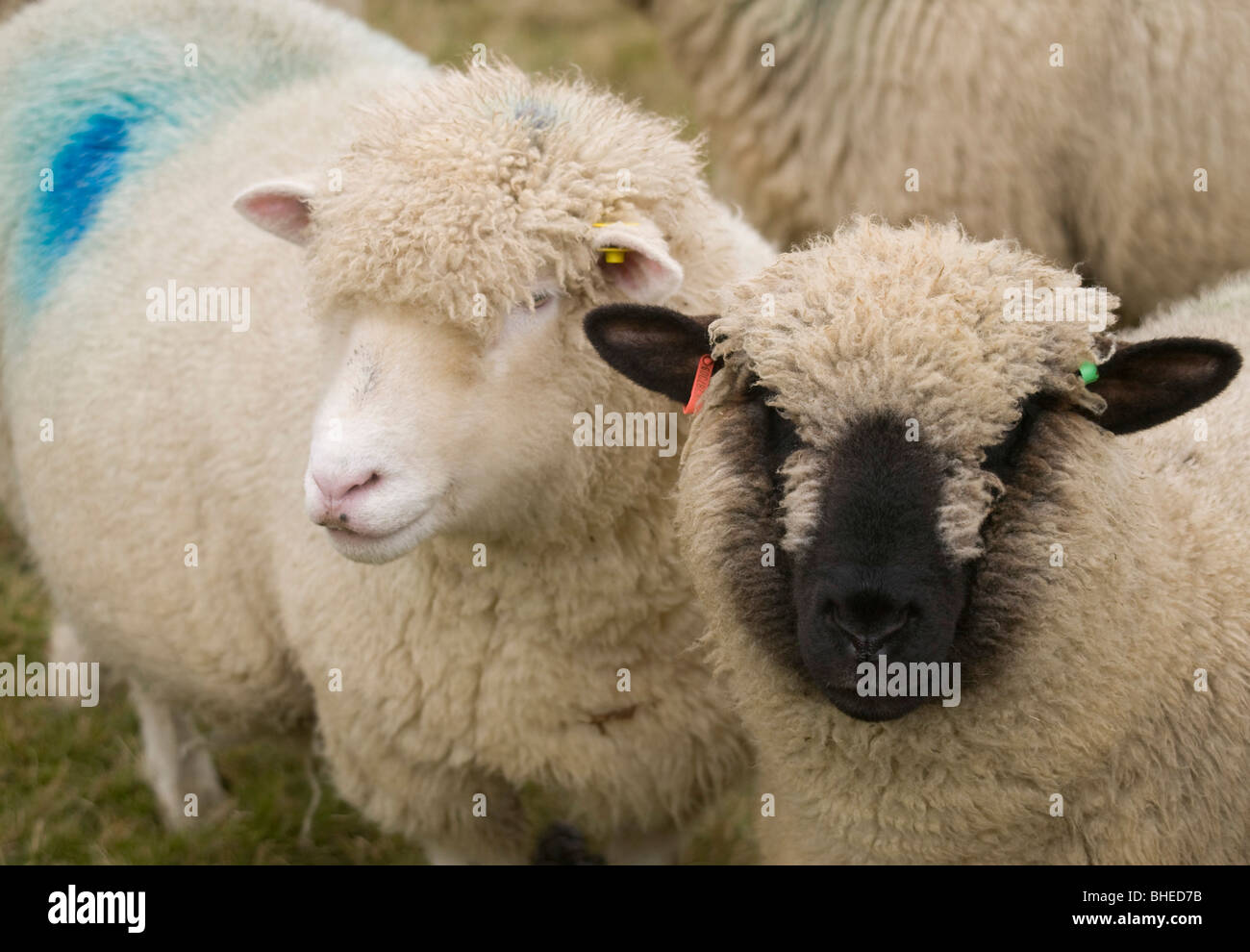 Sussex sheep hi-res stock photography and images - Alamy