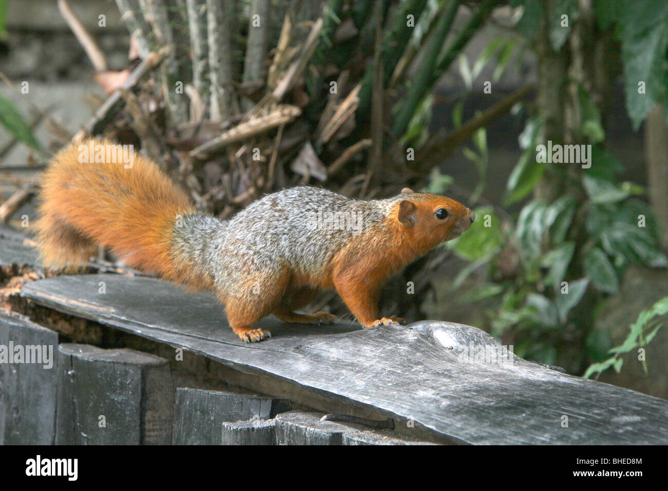 Red bush squirrel paraxerus palliatus hi-res stock photography and ...