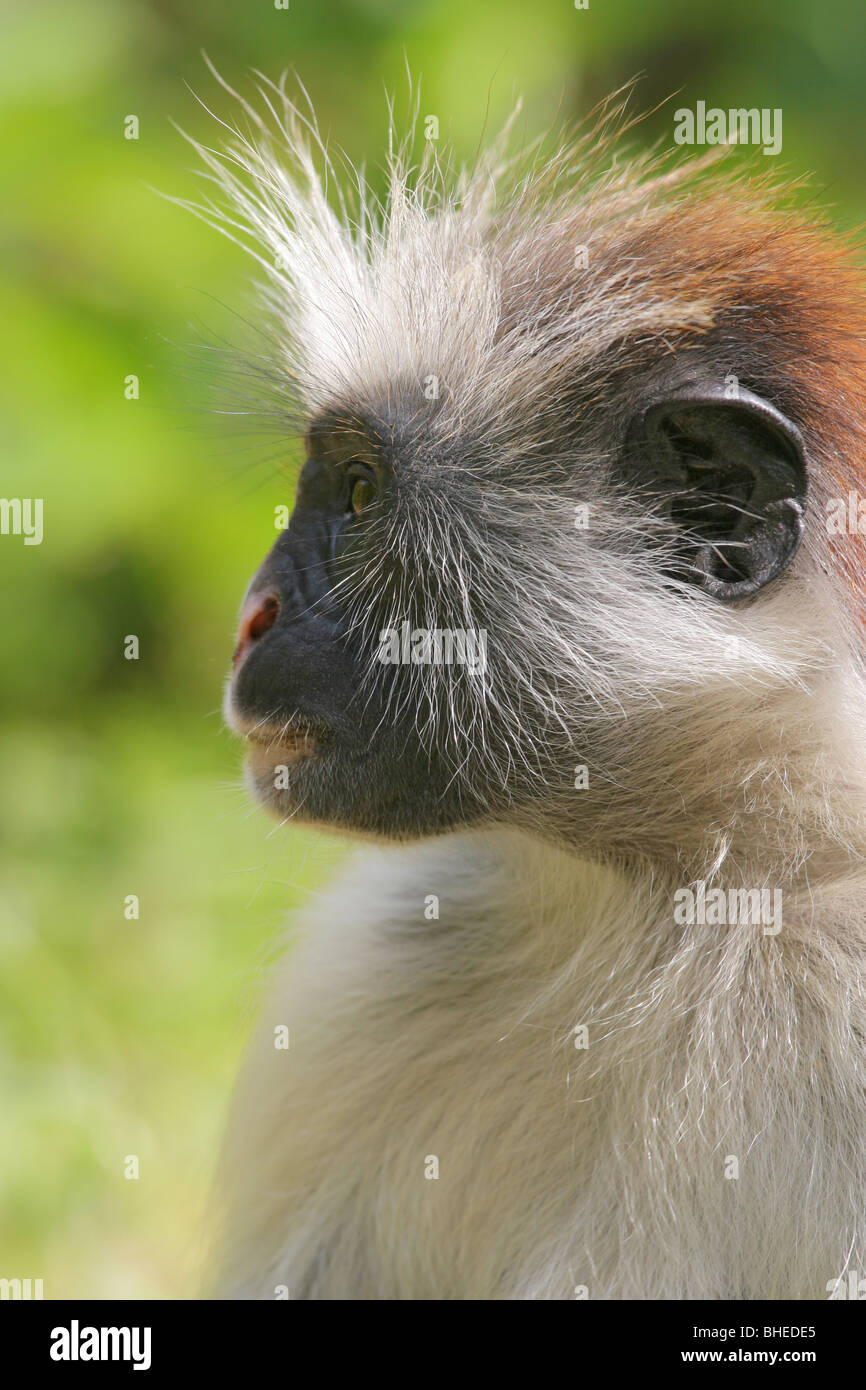 Endangered Red Colobus monkey (Procolobus kirkii) in Jozani Forest ...