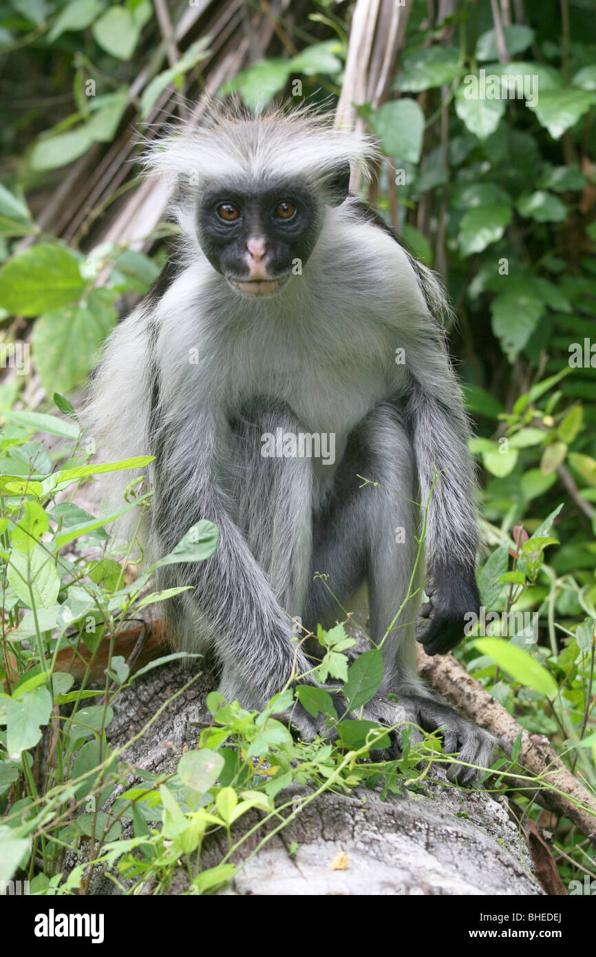Endangered Red Colobus monkey (Procolobus kirkii) in Jozani Forest ...