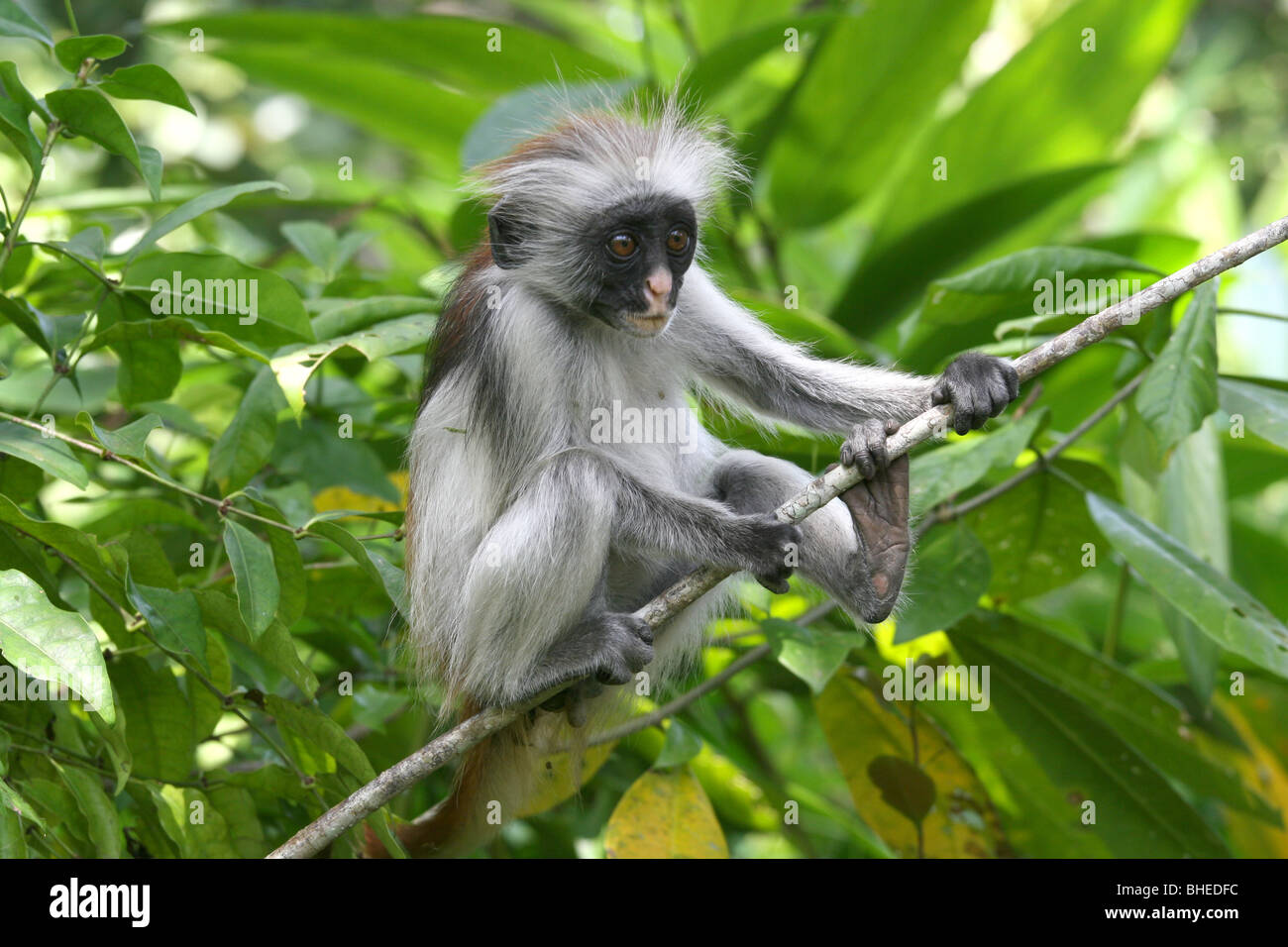 Endangered young Red Colobus monkey (Procolobus kirkii) in Jozani ...