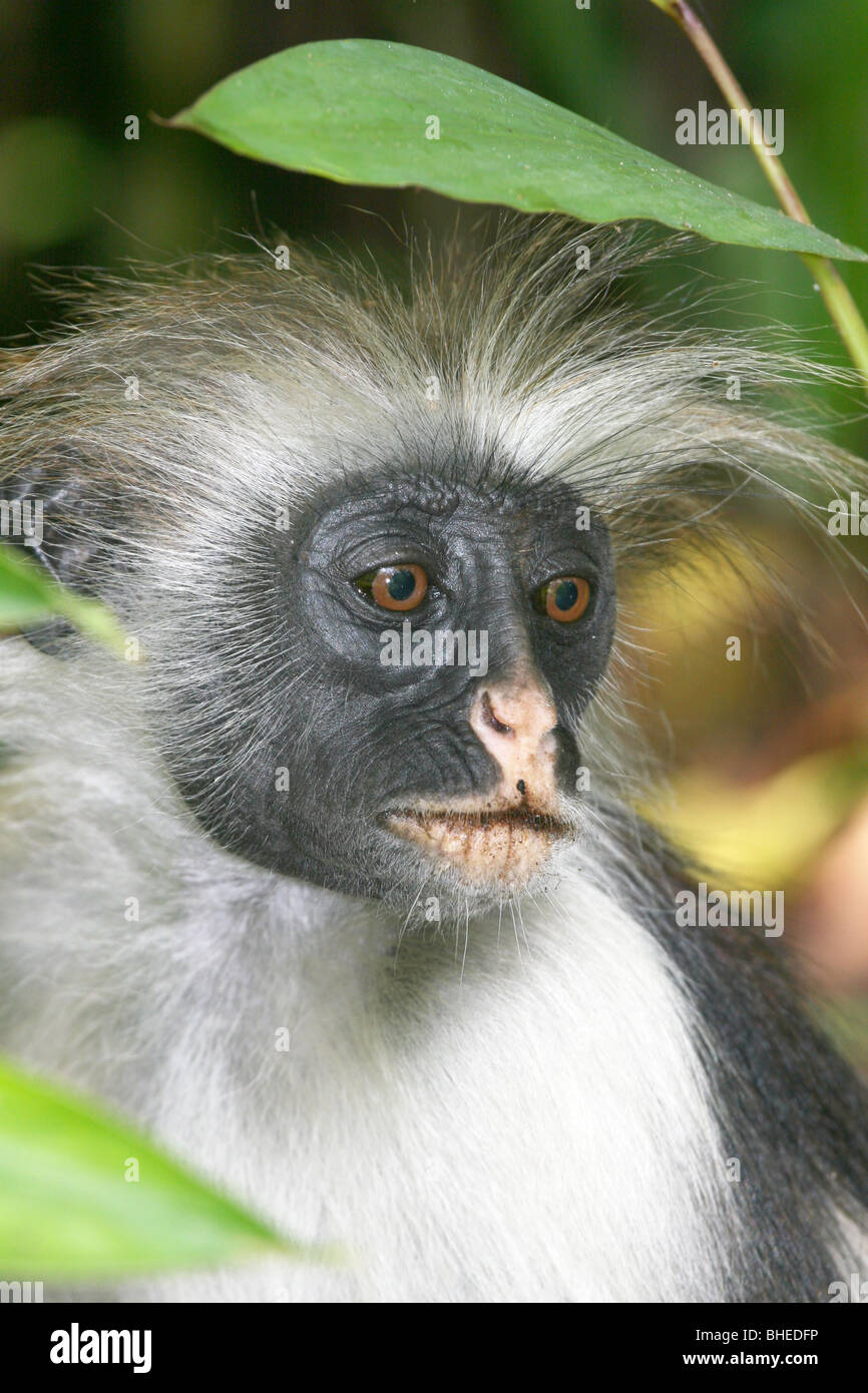 Endangered Red Colobus monkey (Procolobus kirkii) in Jozani Forest ...