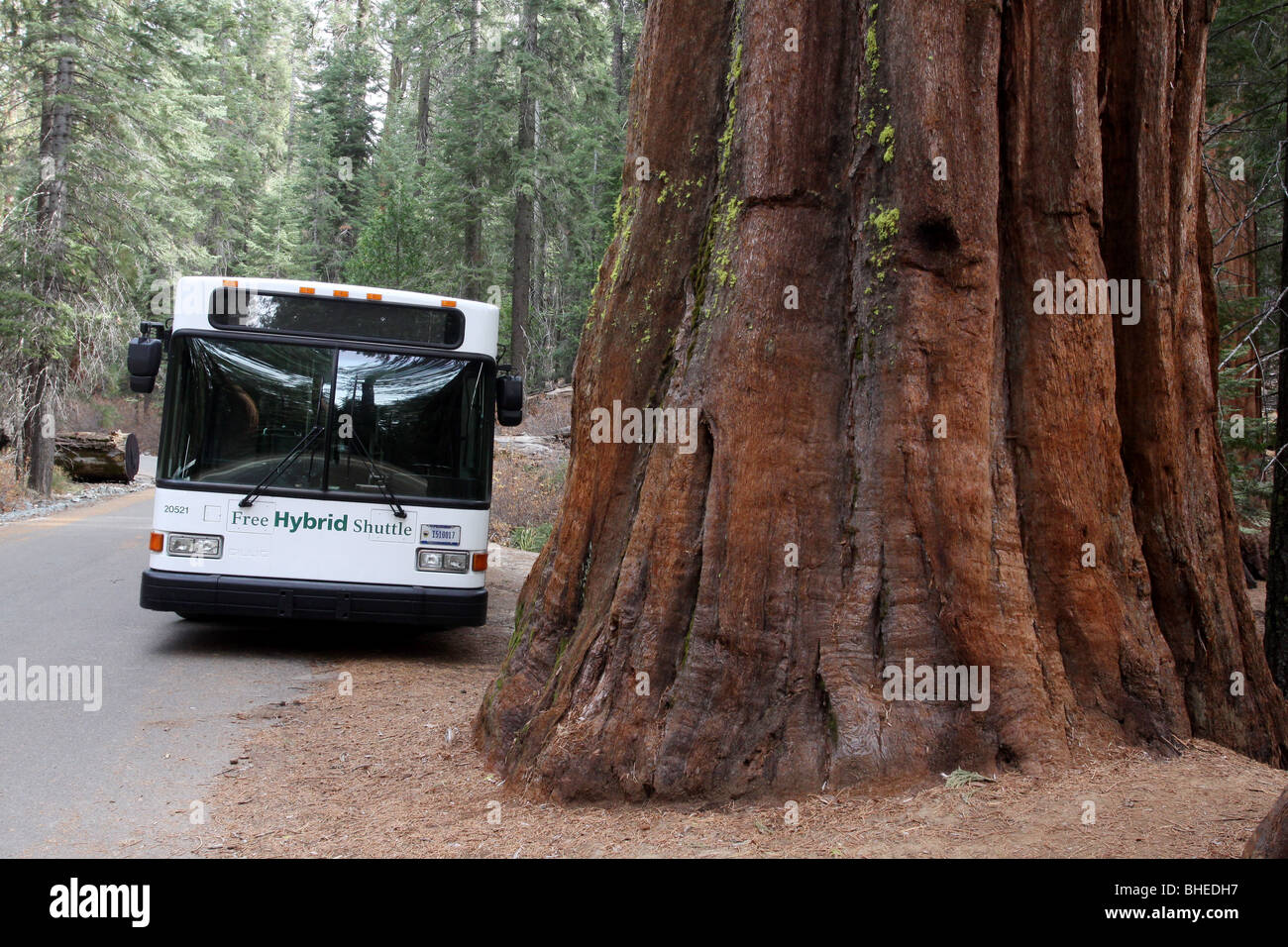 Sequoia tree hybrid shuttle bus Mariposa Grove Yosemite National Park ...