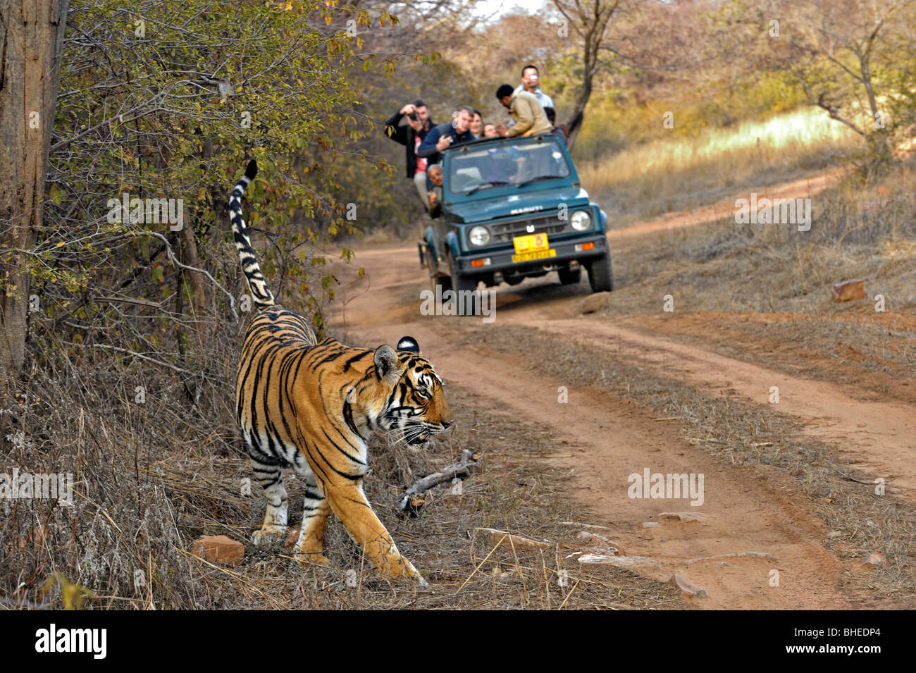 Tourist vehicles following tiger on hi-res stock photography and images ...