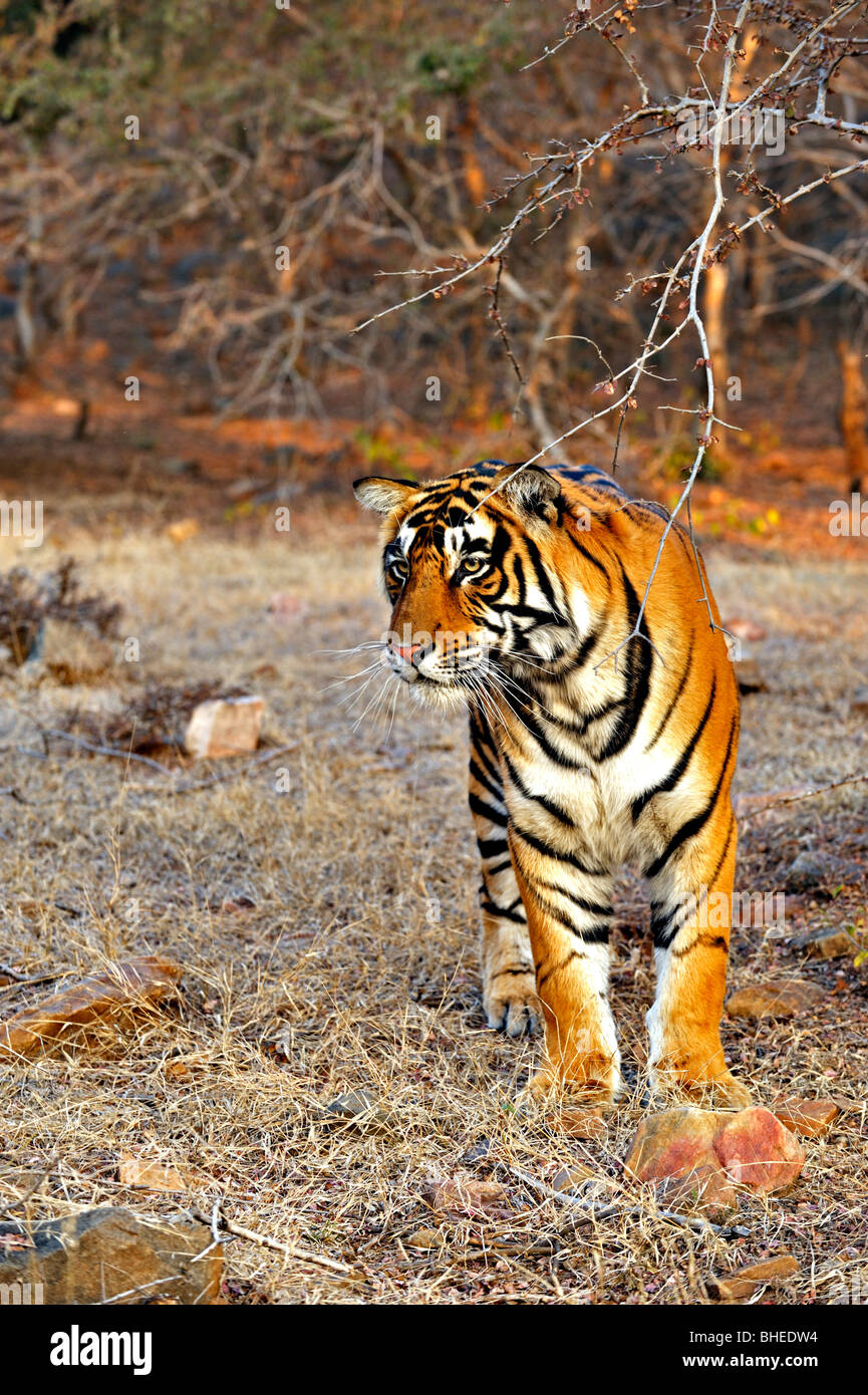 Tiger in the dry deciduous habitat of Ranthanbhore tiger reserve Stock ...