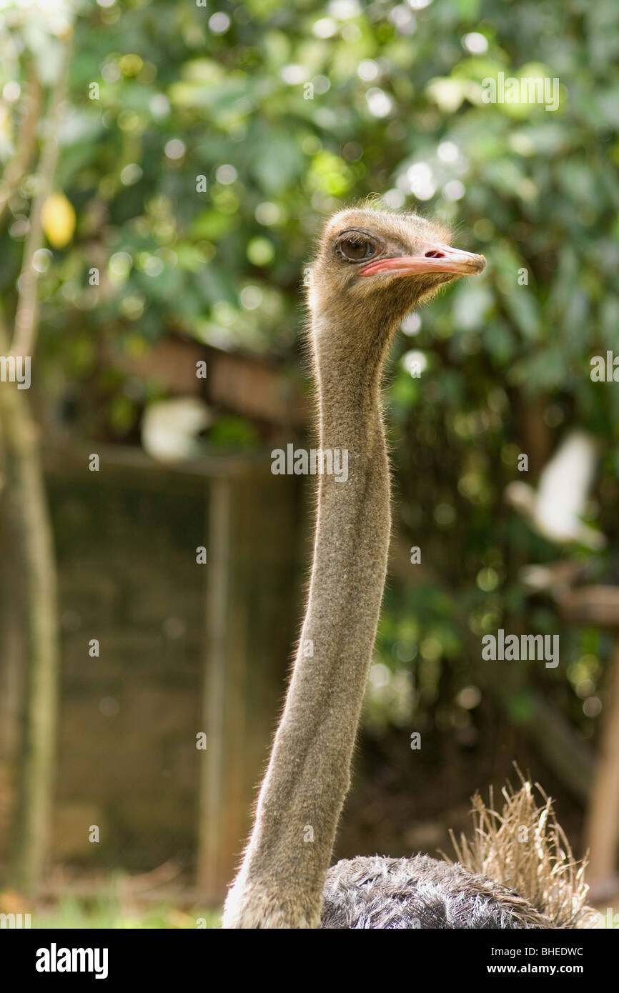 Birds long legs close up hi-res stock photography and images - Alamy