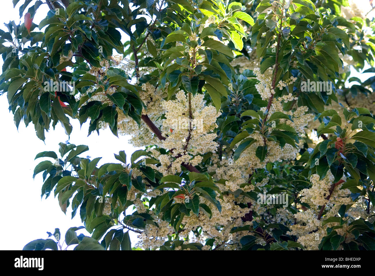 Fruit tree in bloom Stock Photo - Alamy