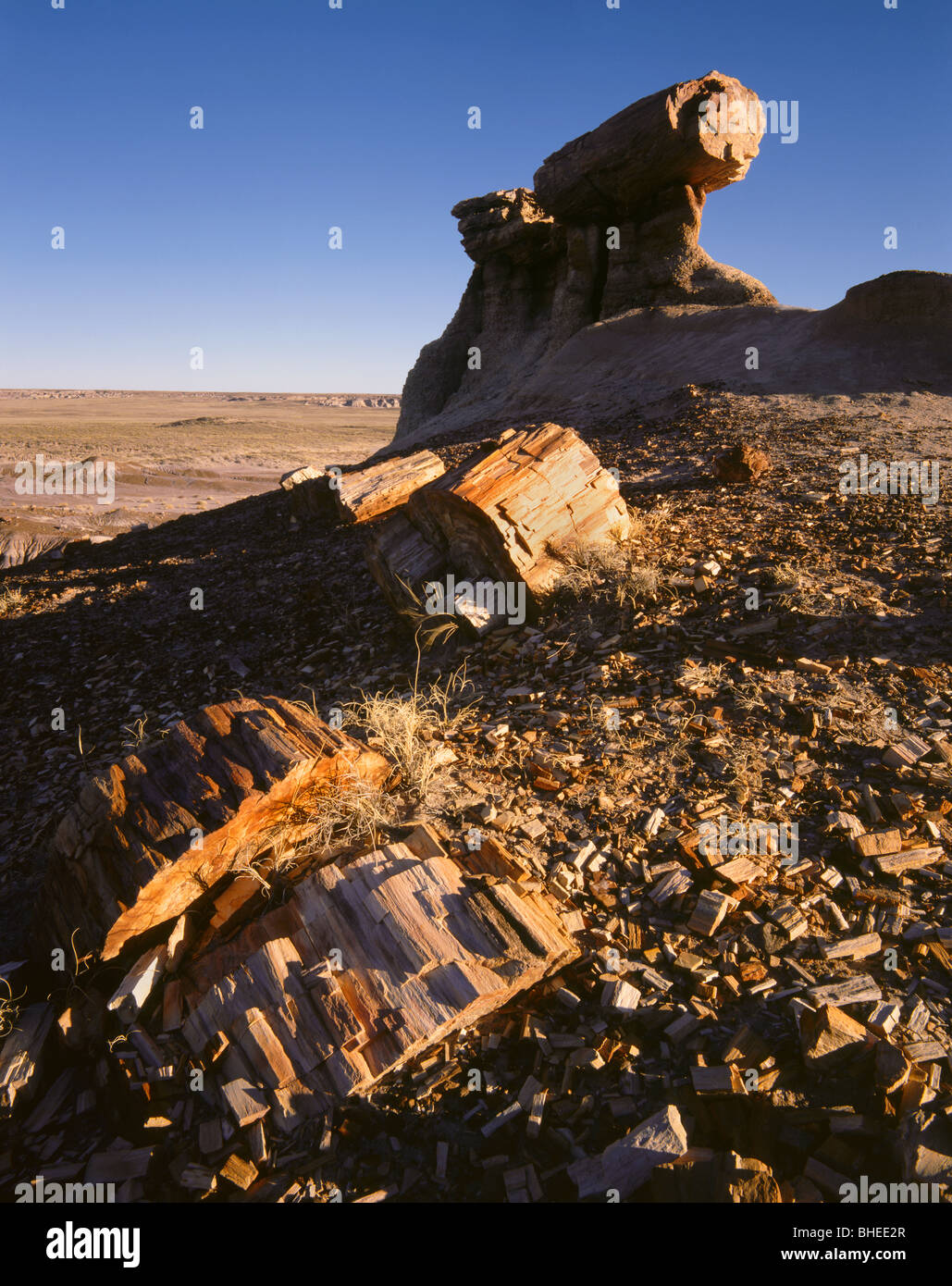 Petrified wood petrified forest national hi-res stock photography and ...