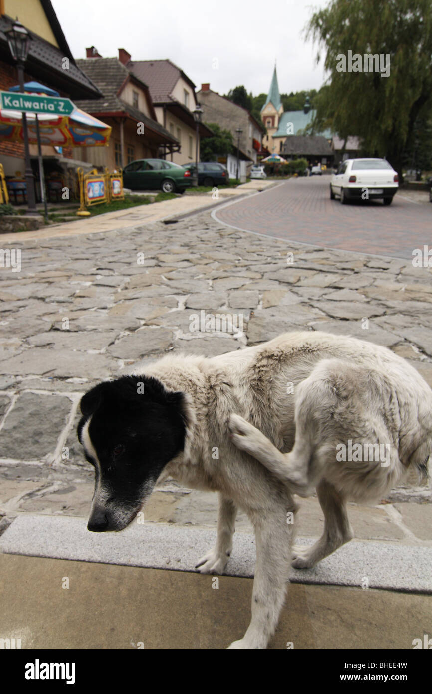 Scrape dog hi-res stock photography and images - Alamy