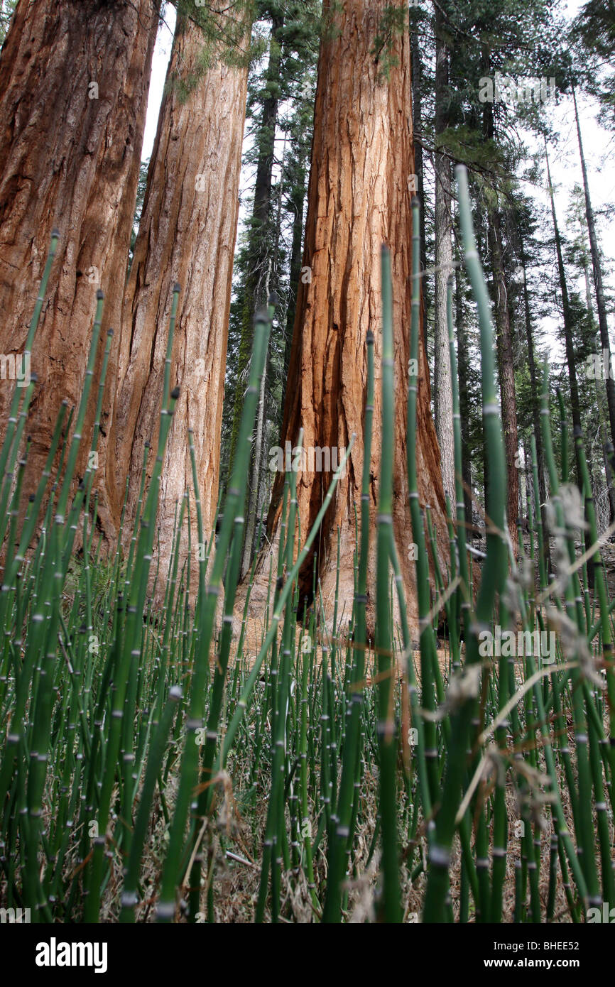 ancient plants horsetail Sequoia tree hiker Mariposa Grove Yosemite ...