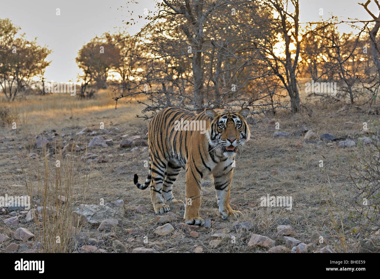Tiger in the dry deciduous habitat of Ranthanbhore tiger reserve Stock ...