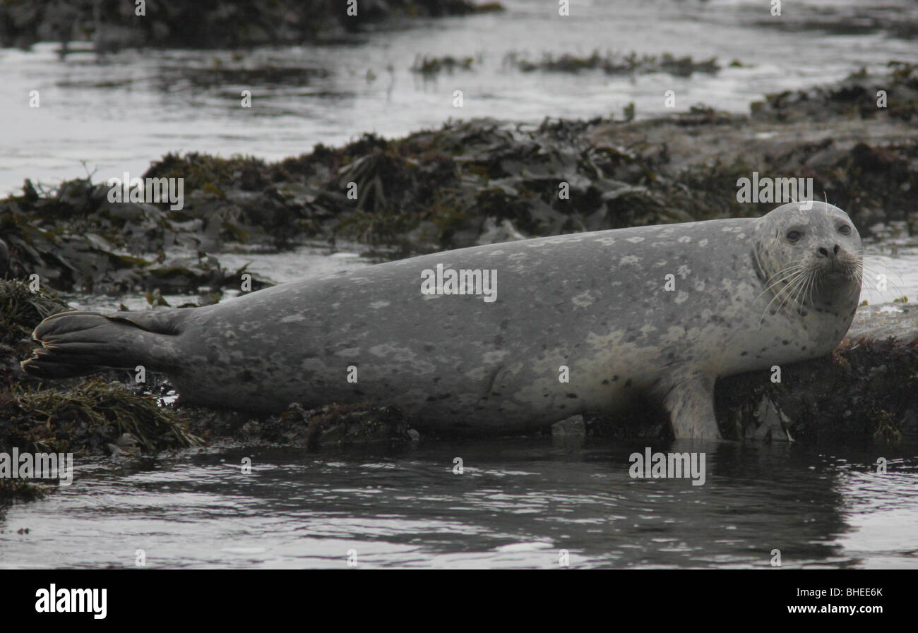 harbor seal cliffs tide pool California coast Stock Photo - Alamy
