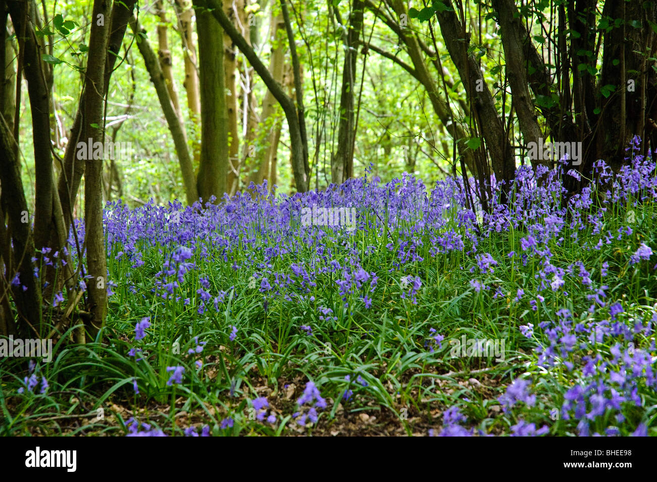 Kentish bluebell woods in spring Stock Photo - Alamy