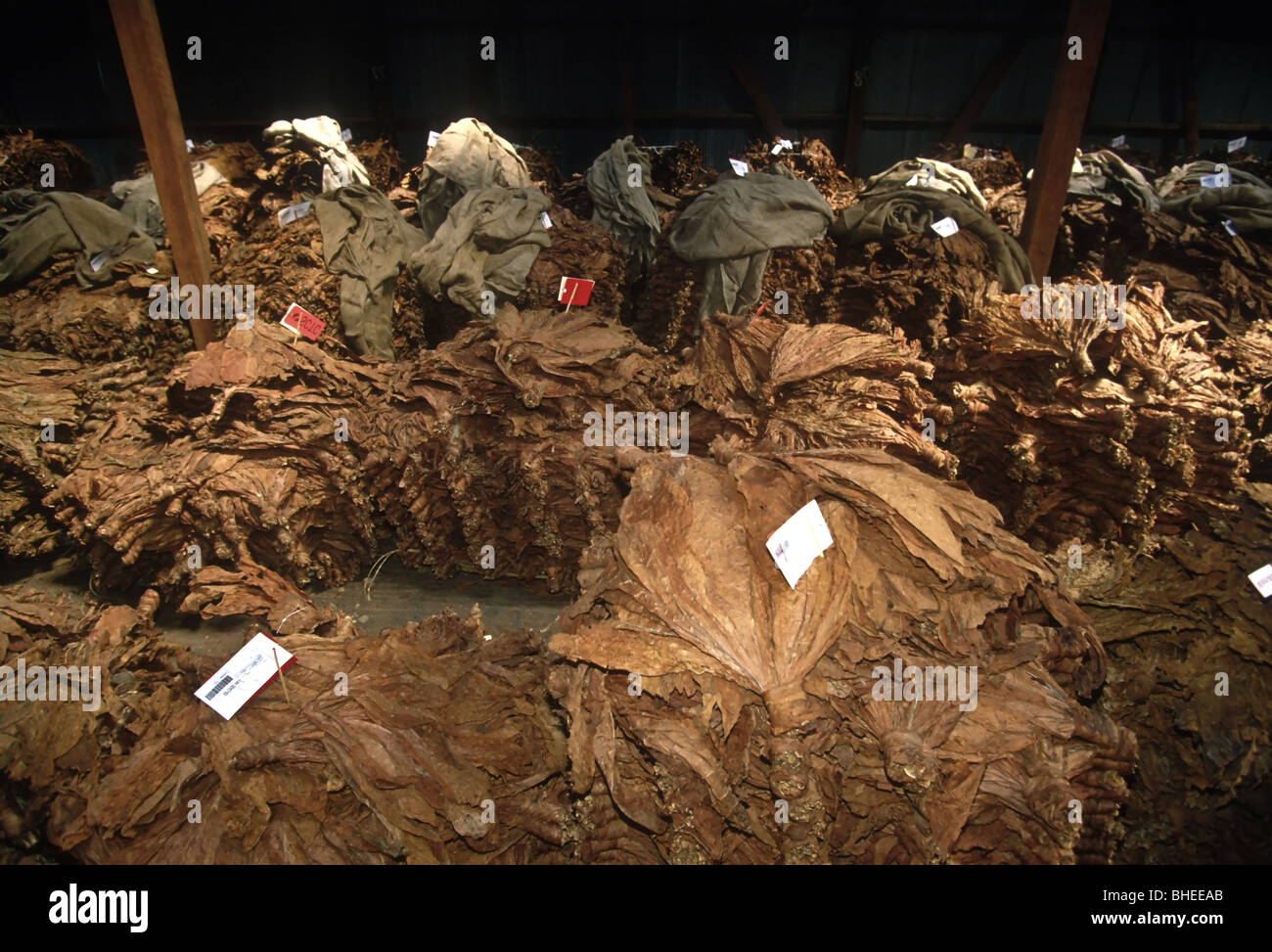 A worker grades Tobacco bundles of tobacco during the annual tobacco ...