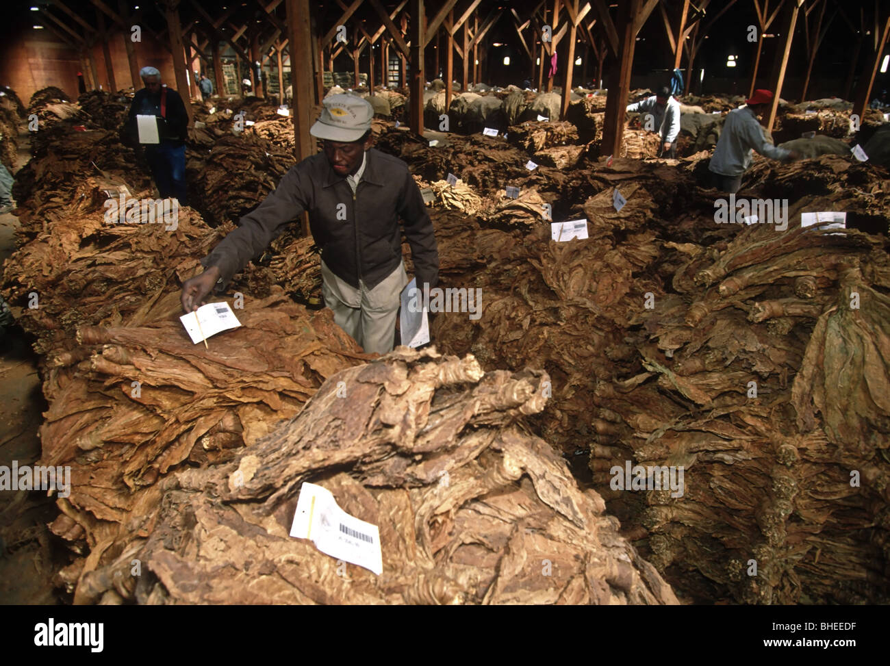 A worker grades Tobacco bundles of tobacco during the annual tobacco ...