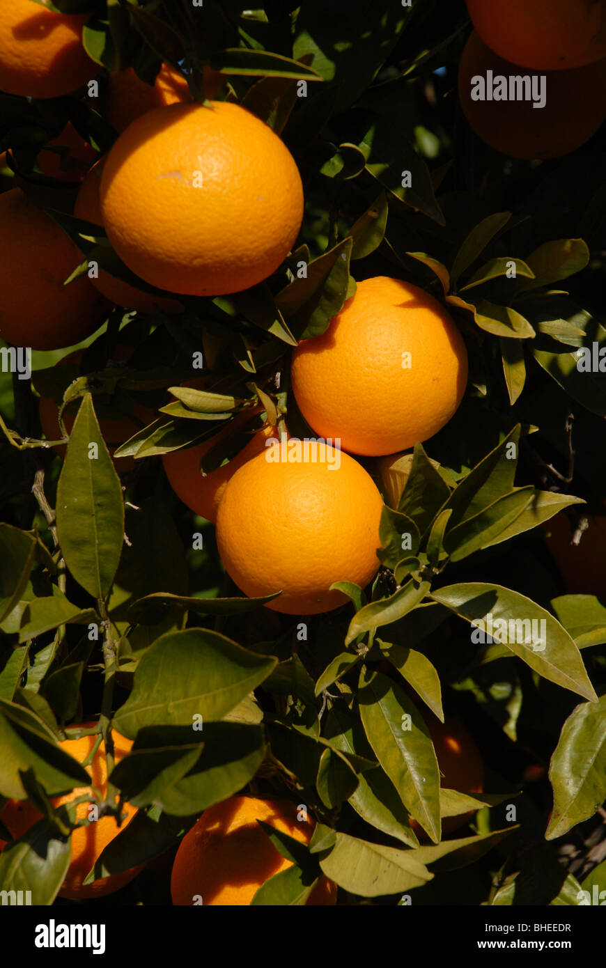 Spanish orange tree hi-res stock photography and images - Alamy