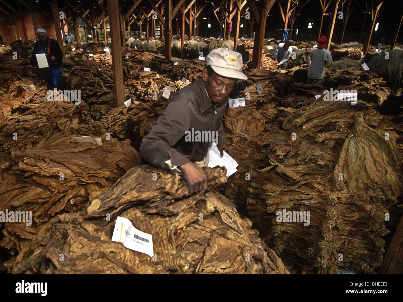 A worker grades Tobacco bundles of tobacco during the annual tobacco ...