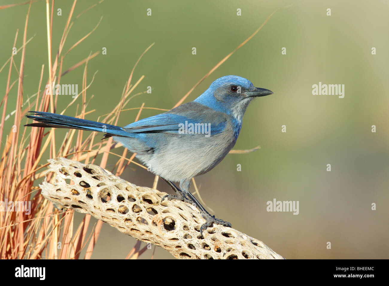Jay skeleton hi-res stock photography and images - Alamy