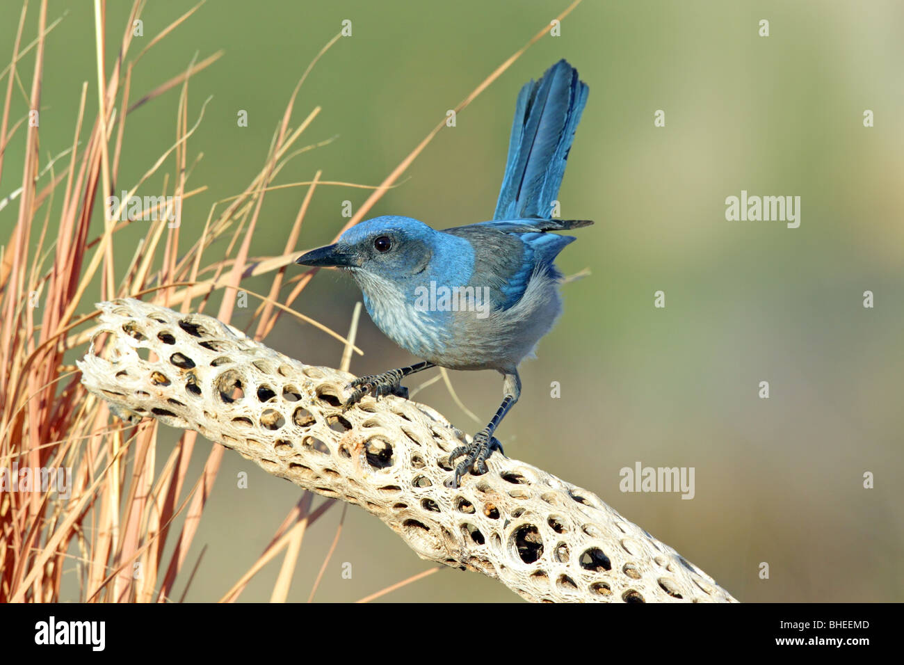 Cactus Skeleton High Resolution Stock Photography and Images - Alamy