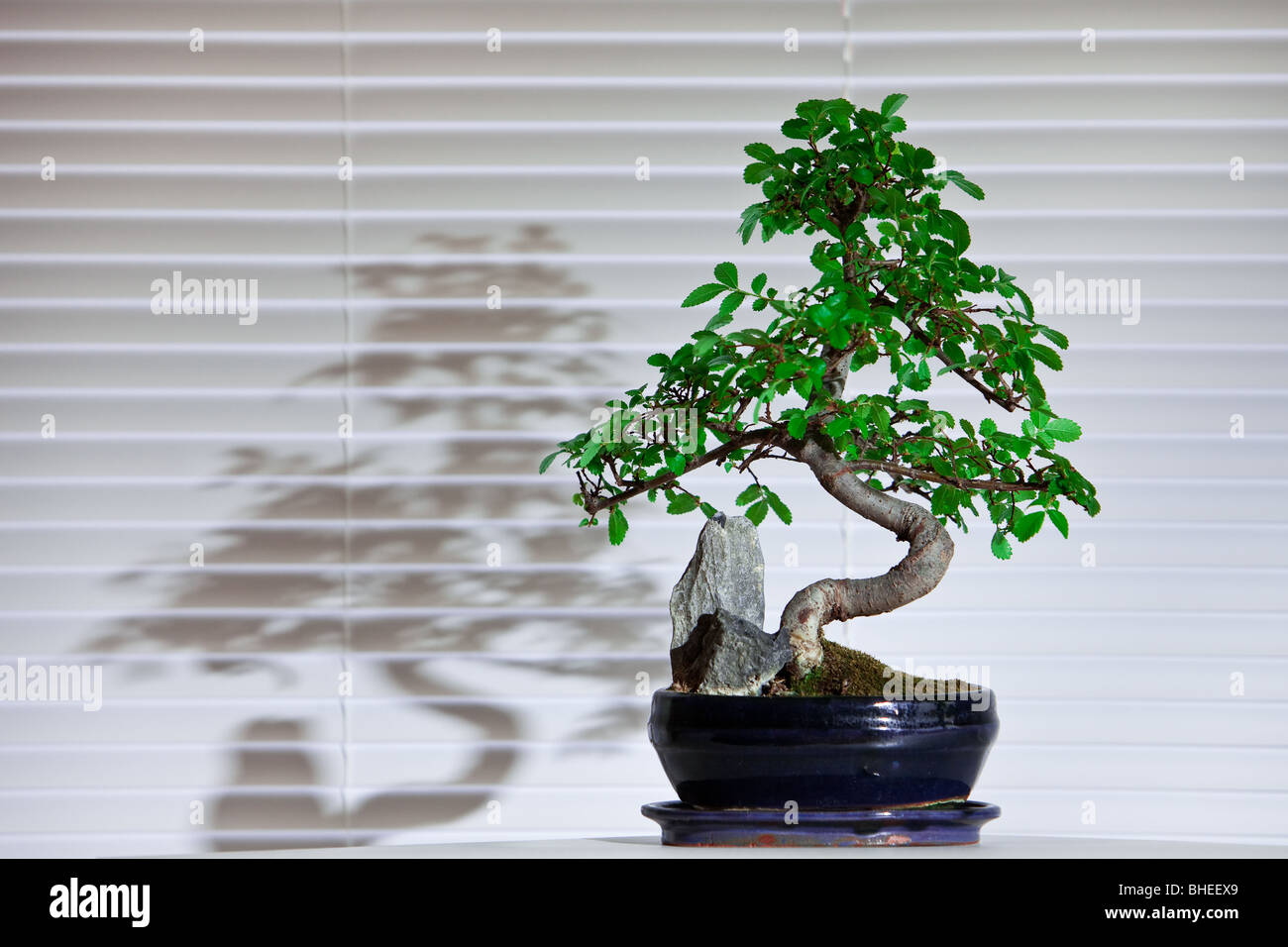 Bonsai tree shadow hi-res stock photography and images - Alamy