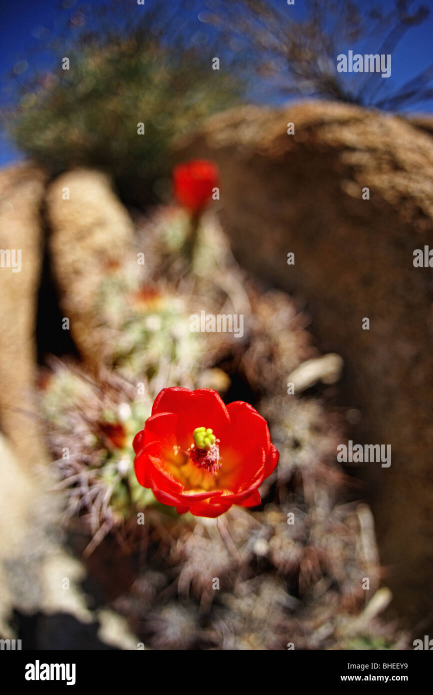 Flower amphibian hi-res stock photography and images - Alamy