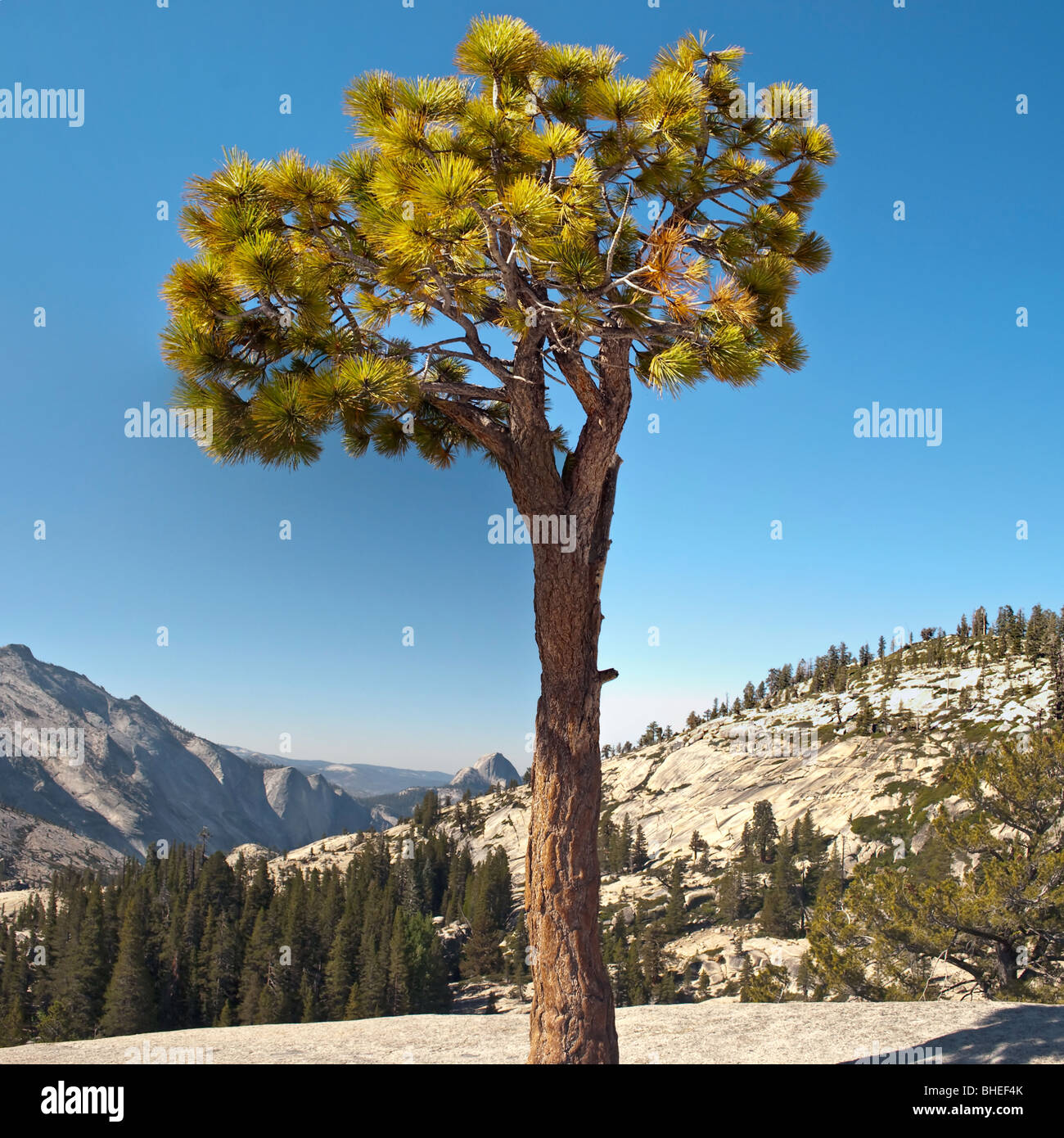 Square format image of a young pine tree at Olmsted point, Yosemite ...