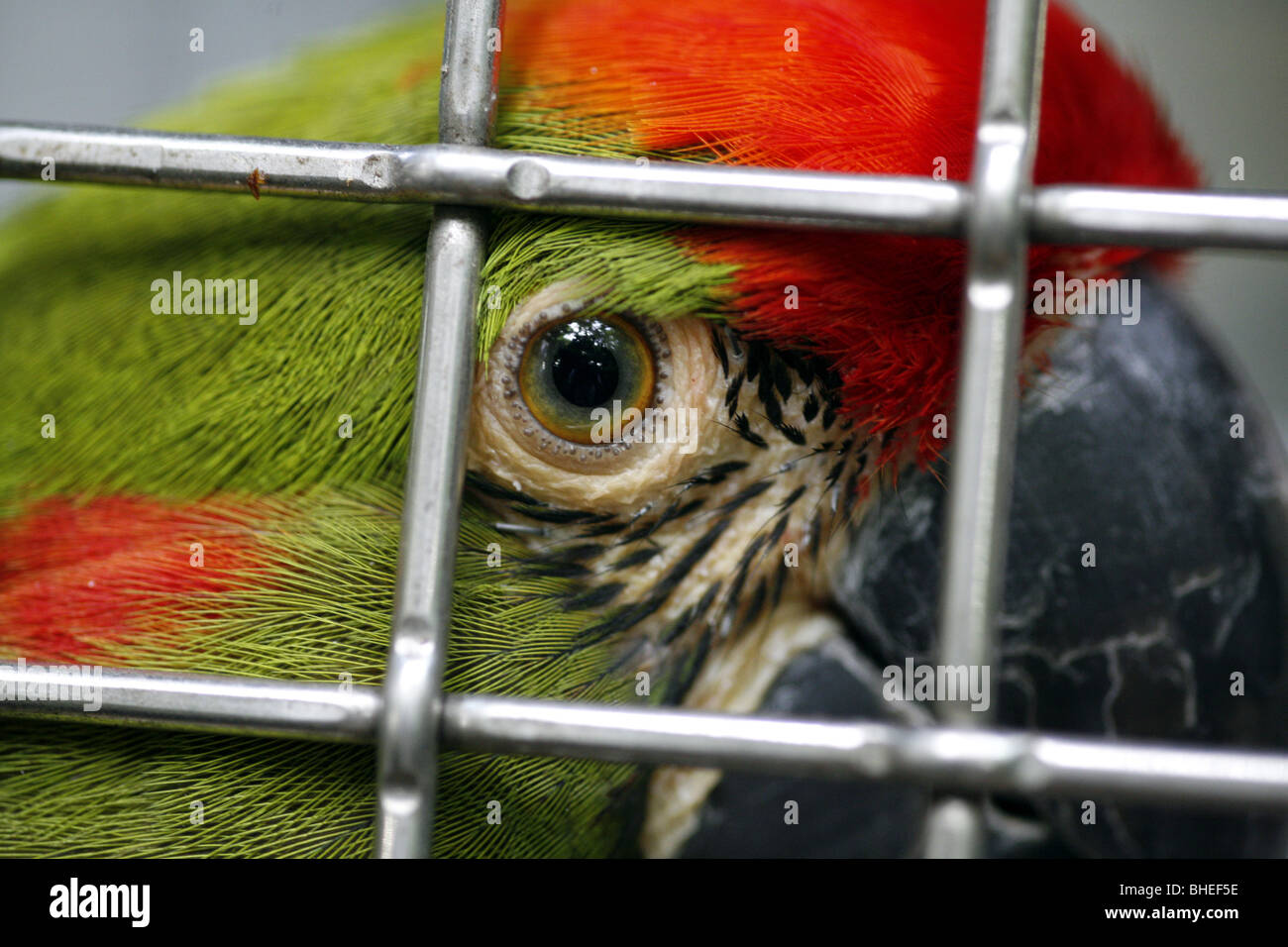 Parrot cage hi-res stock photography and images - Alamy