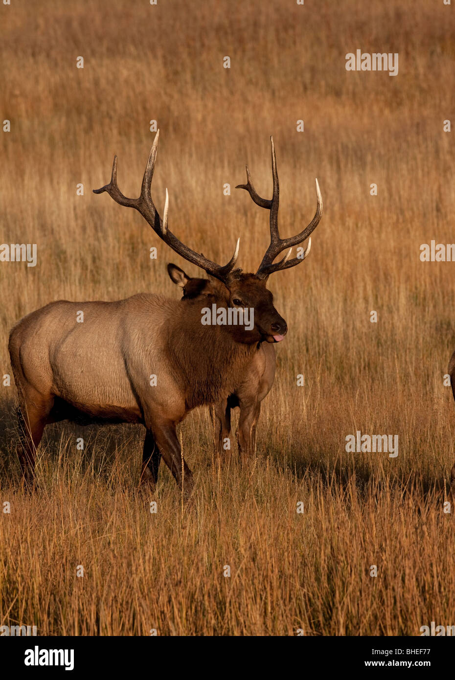 Elk breeding hi-res stock photography and images - Alamy