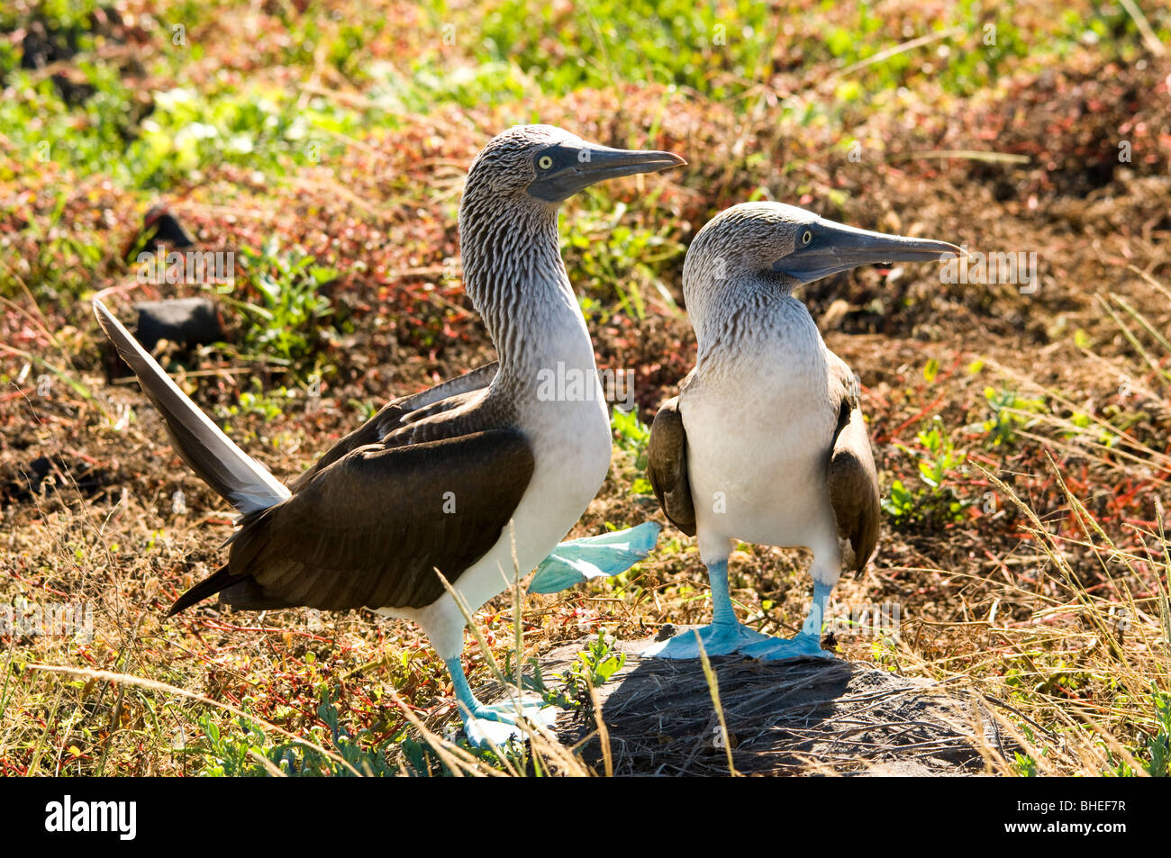 Beautiful masked booby bird hi-res stock photography and images - Alamy