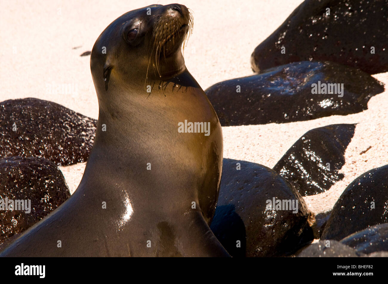 Galapagos sea lion Stock Photo - Alamy