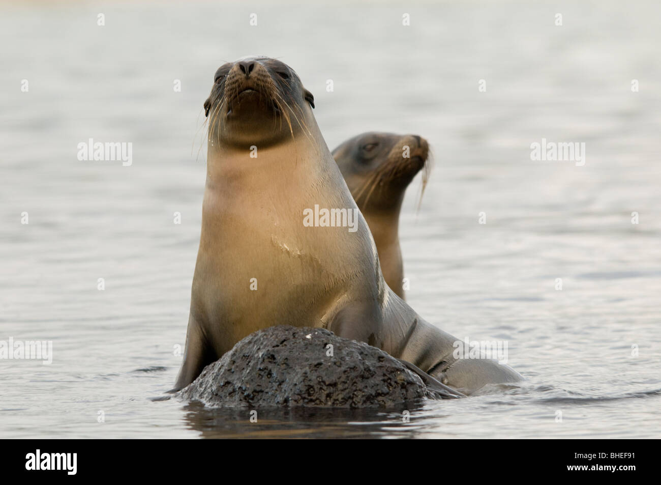 Galapagos sea lion Stock Photo - Alamy