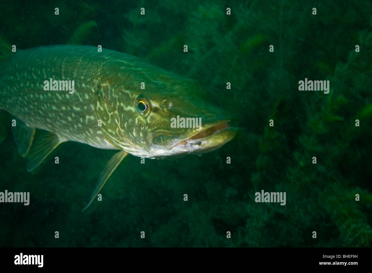 Northern Pike underwater in the St. Lawrence River in Canada Stock ...