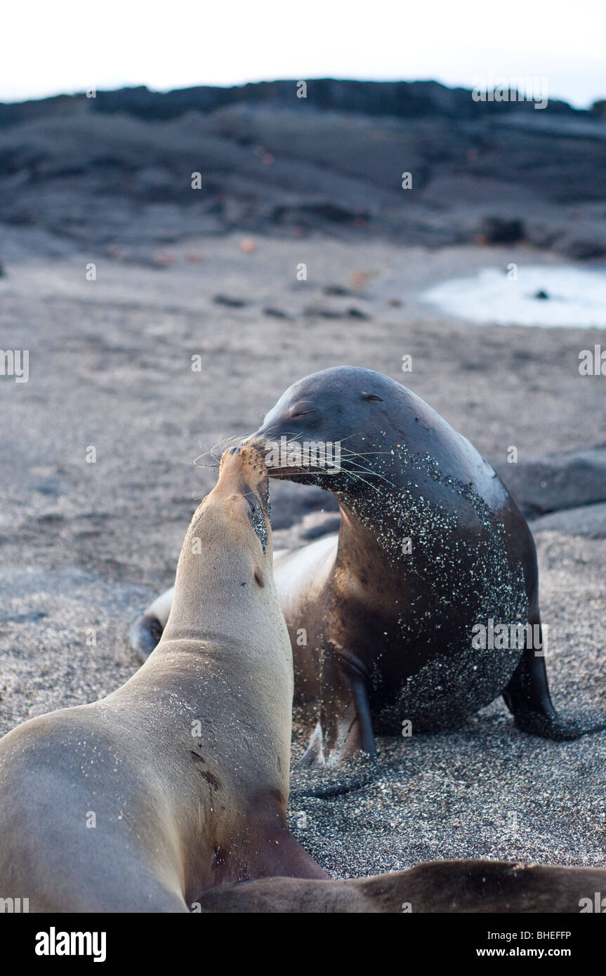 Galapagos sea lion Stock Photo - Alamy
