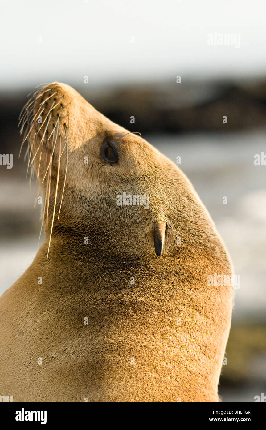 Galapagos sea lion Stock Photo - Alamy