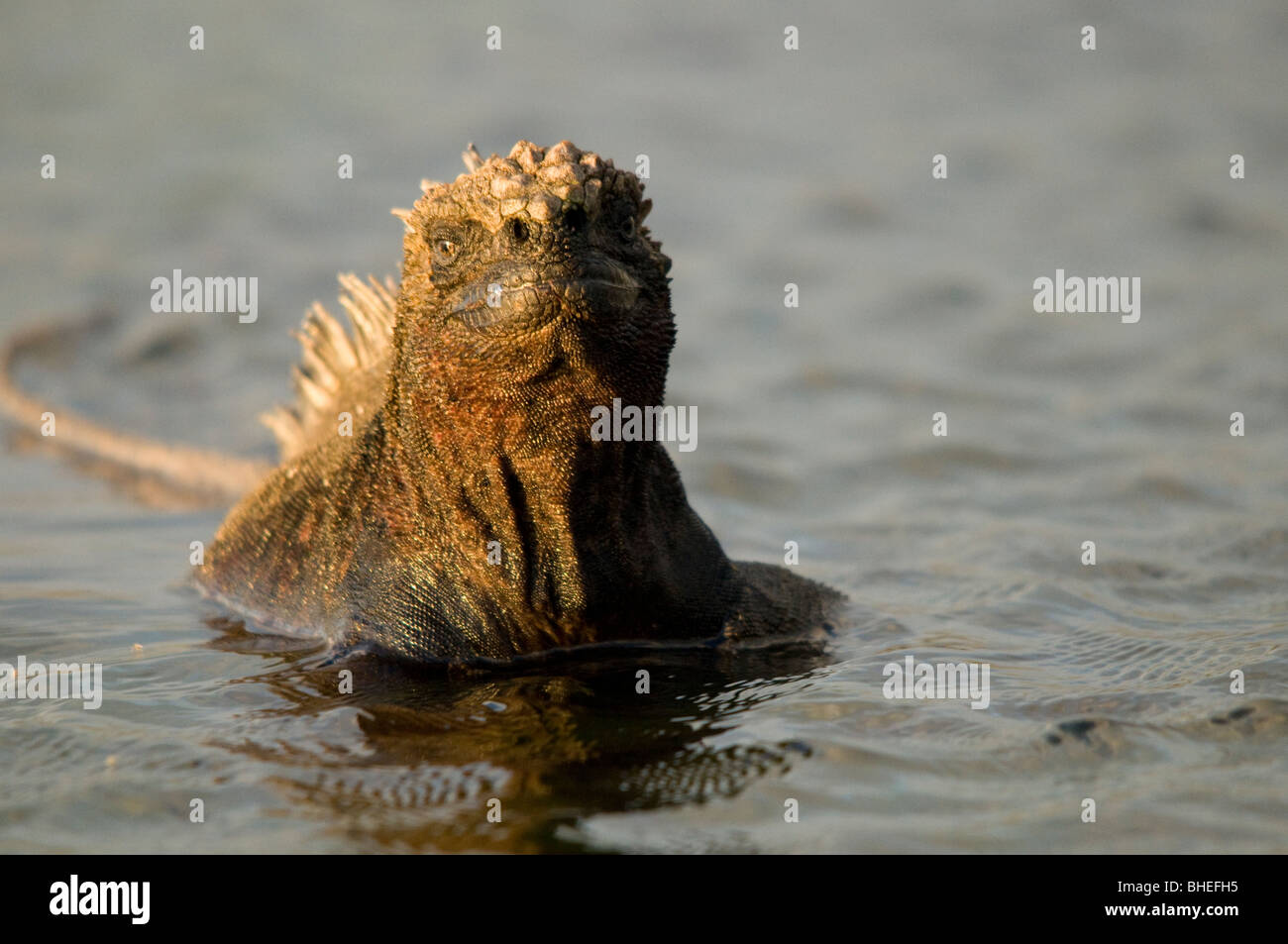 Galapagos giant tortoise iguana hi-res stock photography and images - Alamy